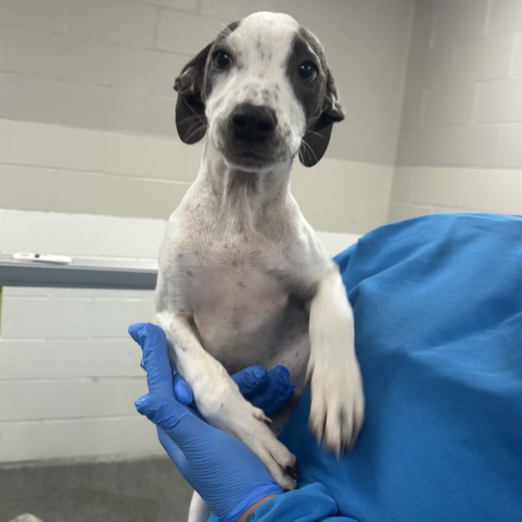 Hetty is available for adoption at Humane Society of West Michigan