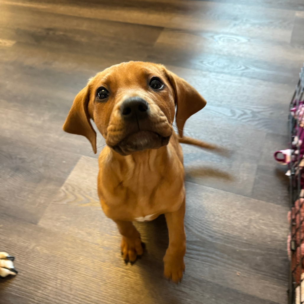 Olympic Pup: Michael – LDCRF