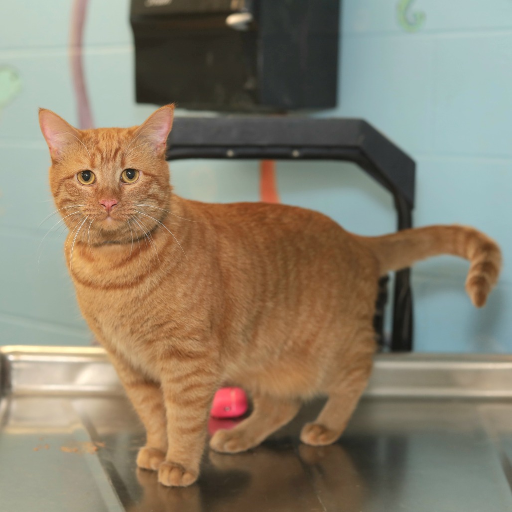 Rudy is available for adoption at Vanderburgh Humane Society