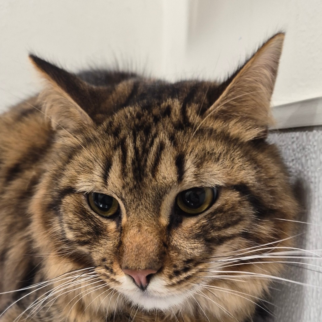 Cersei is available for adoption at Humane Society of Tampa Bay
