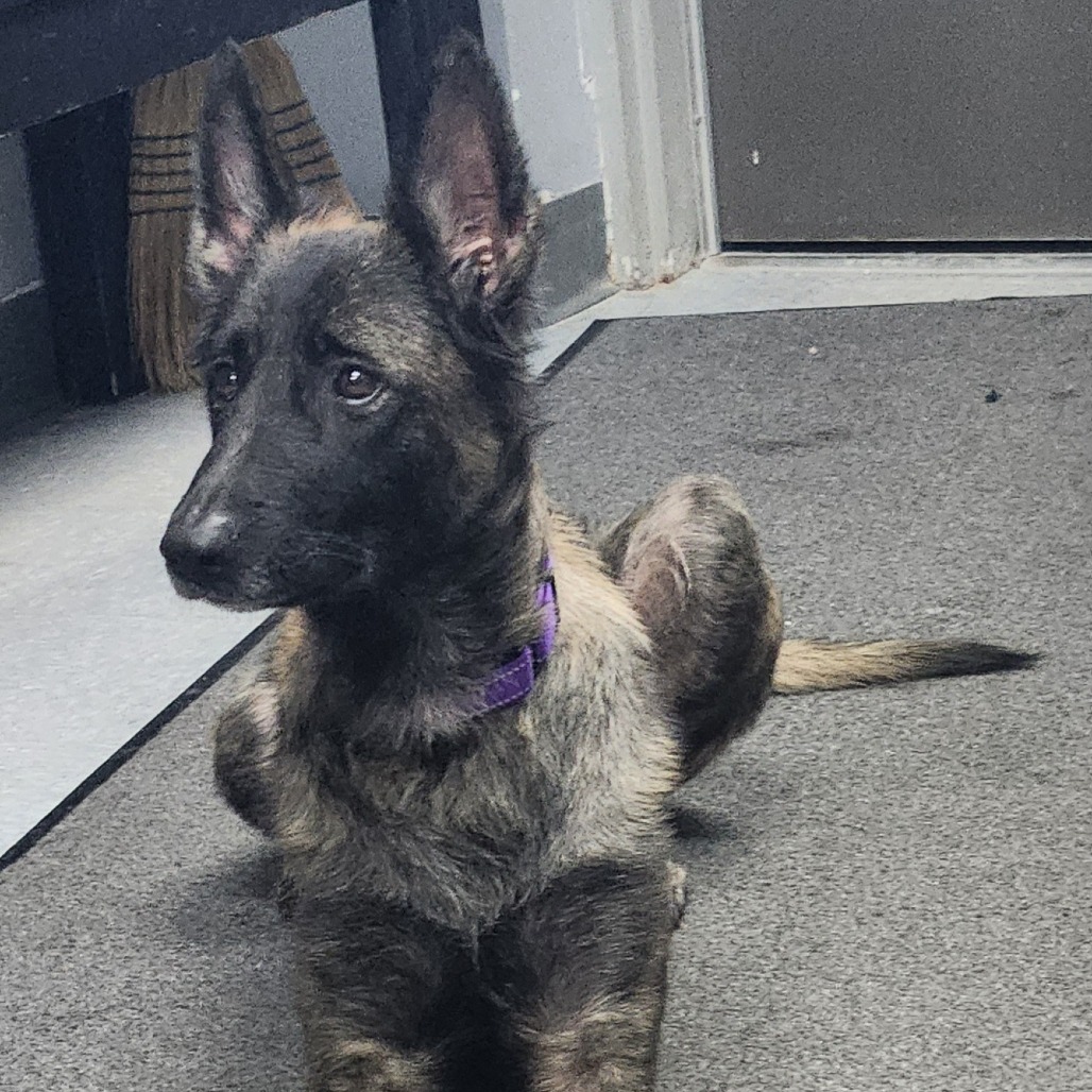German Shepherd Rescue Iowa