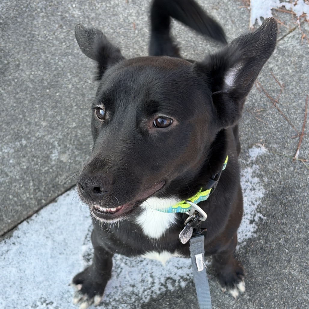 Derek Solis is available for adoption at Renegade Paws Rescue