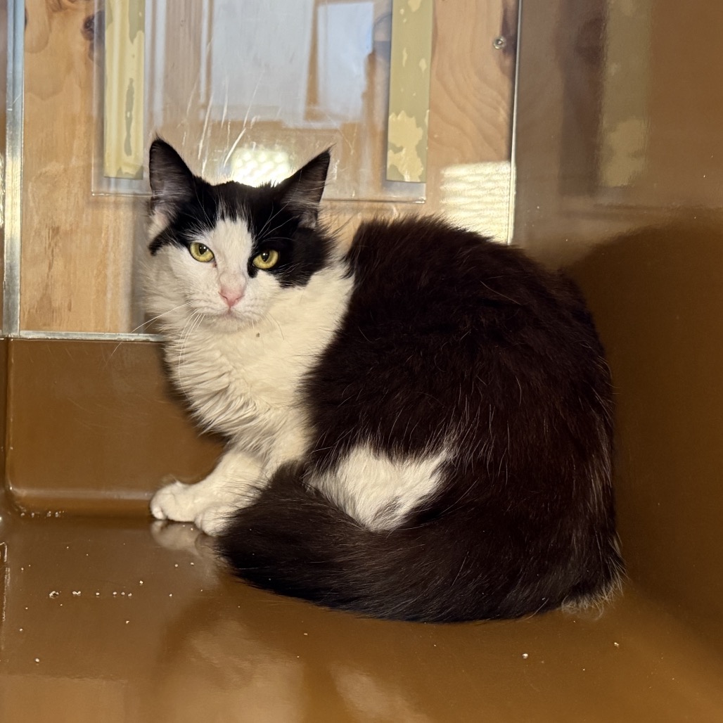 ISABELLA is available for adoption at Milo Foundation