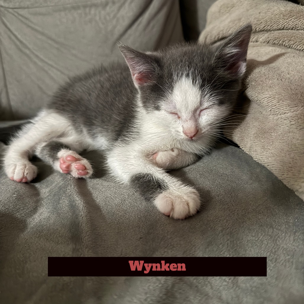 Wynken@Petsmart - RHSPCA
