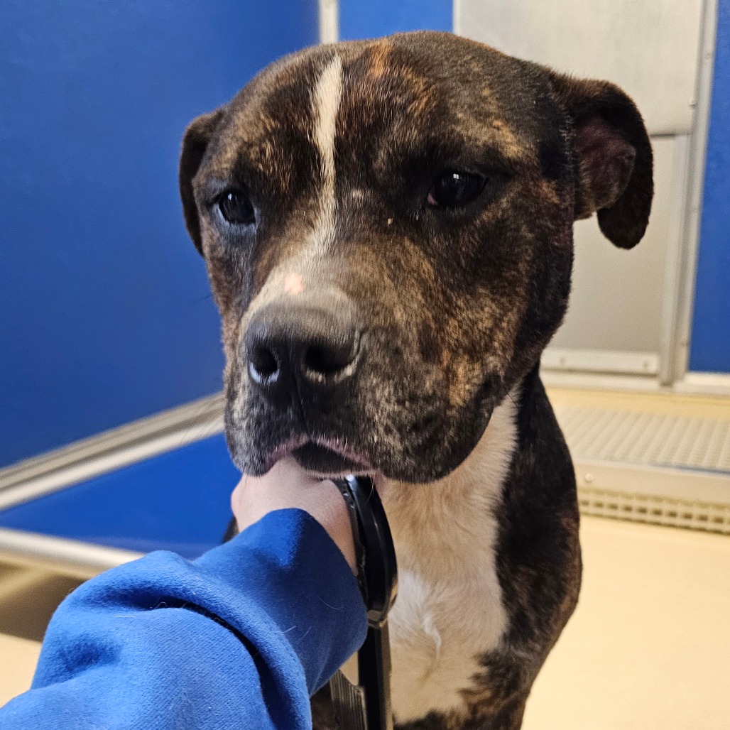 Oscar is Available for Adoption at Union County Humane Society