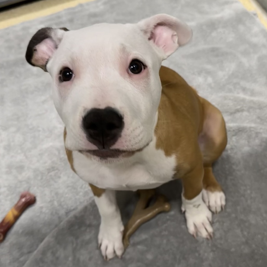 Lollypop Farm - Phoebe