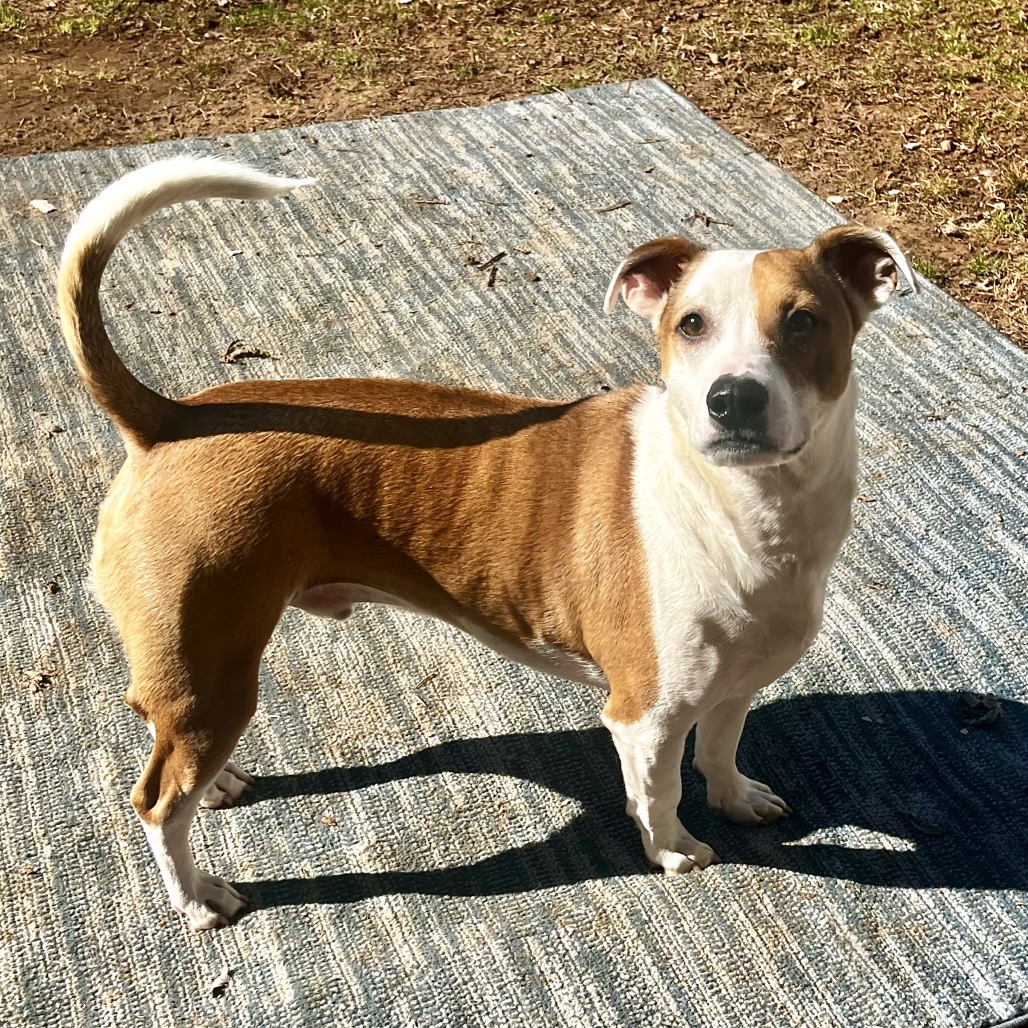 Rocket City Rescue | Adopt a Dog | Foster A Dog