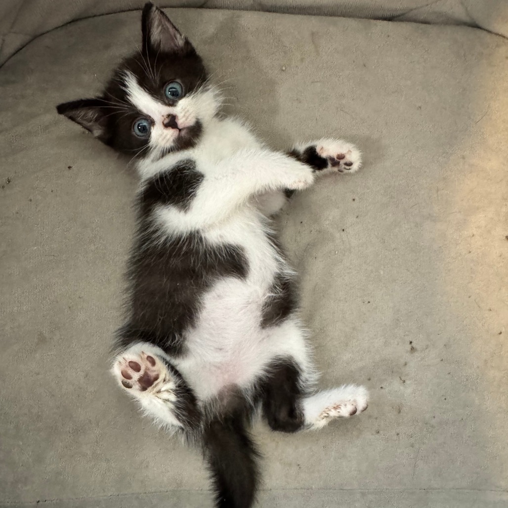 Zebra is available for adoption at Humane Society of North Central Florida