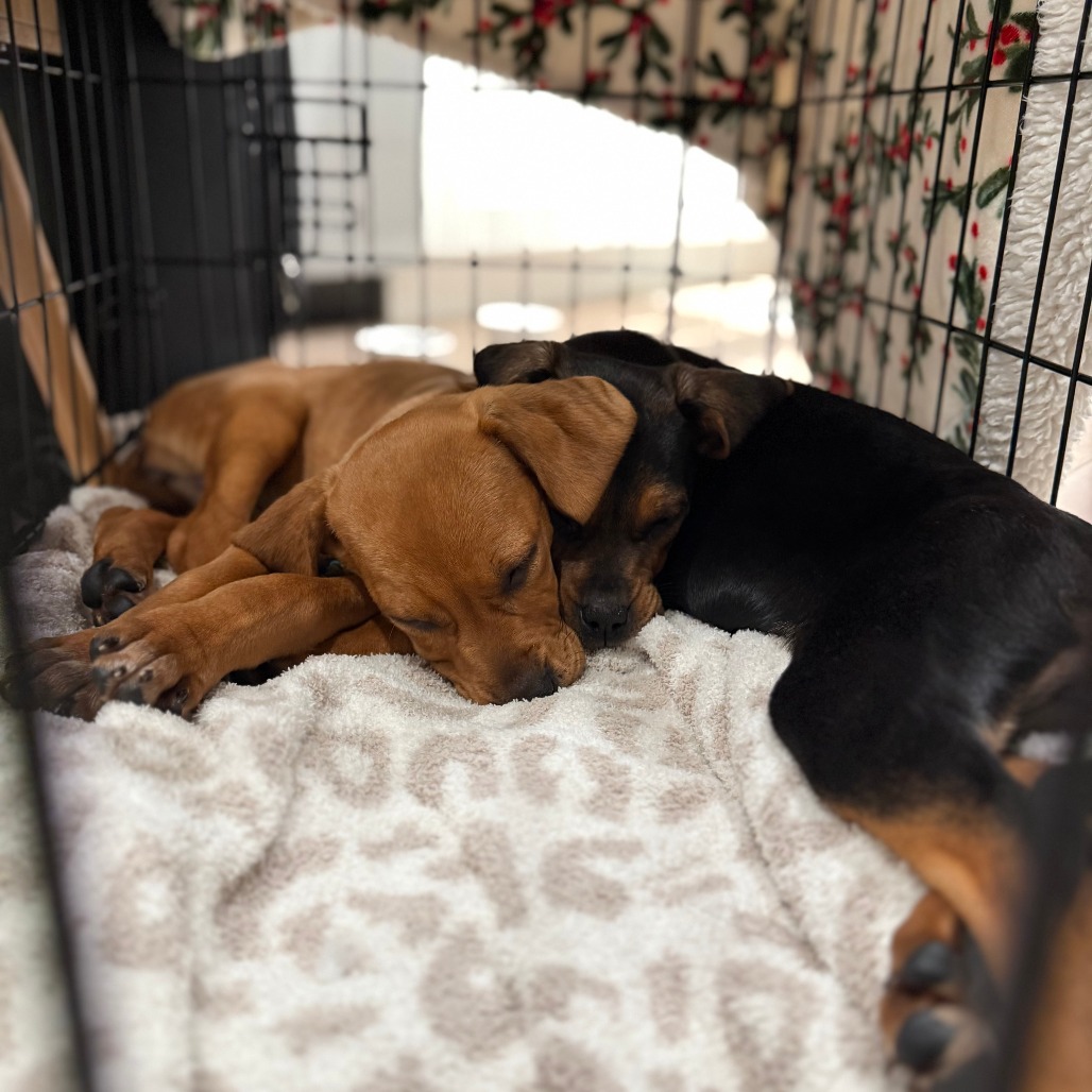 Olympic Pup: Carla – LDCRF