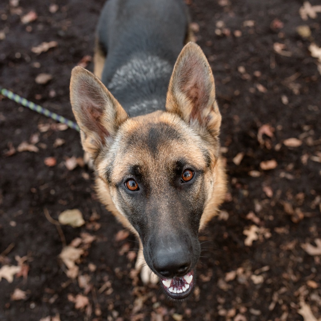 Chai - Phoenix Animal Rescue