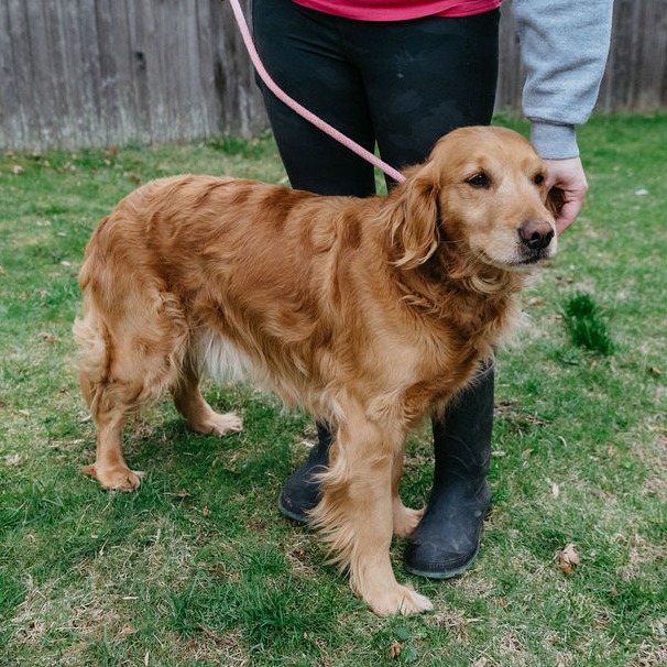 Vicky - Phoenix Animal Rescue