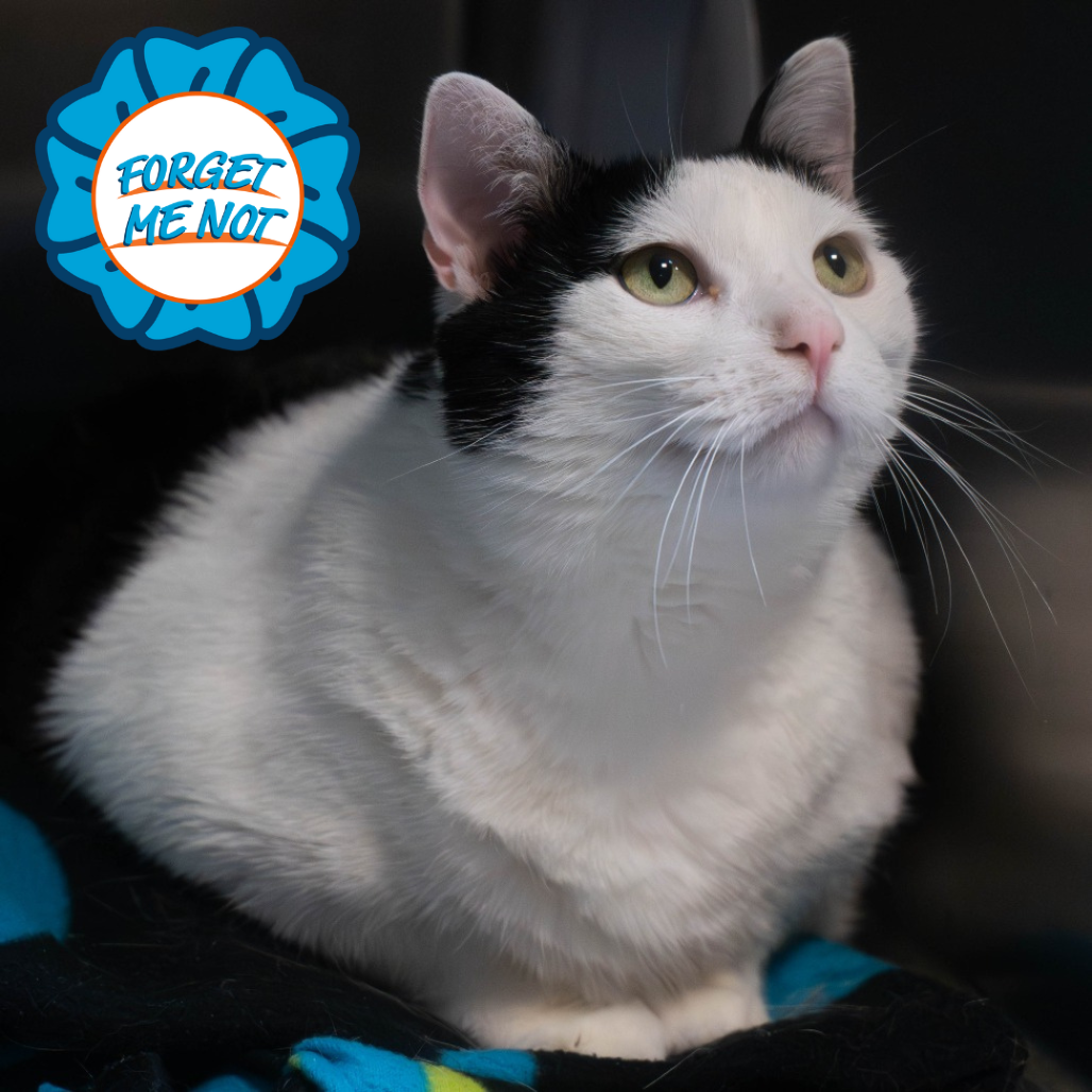 Angel is available for adoption at Maryland SPCA