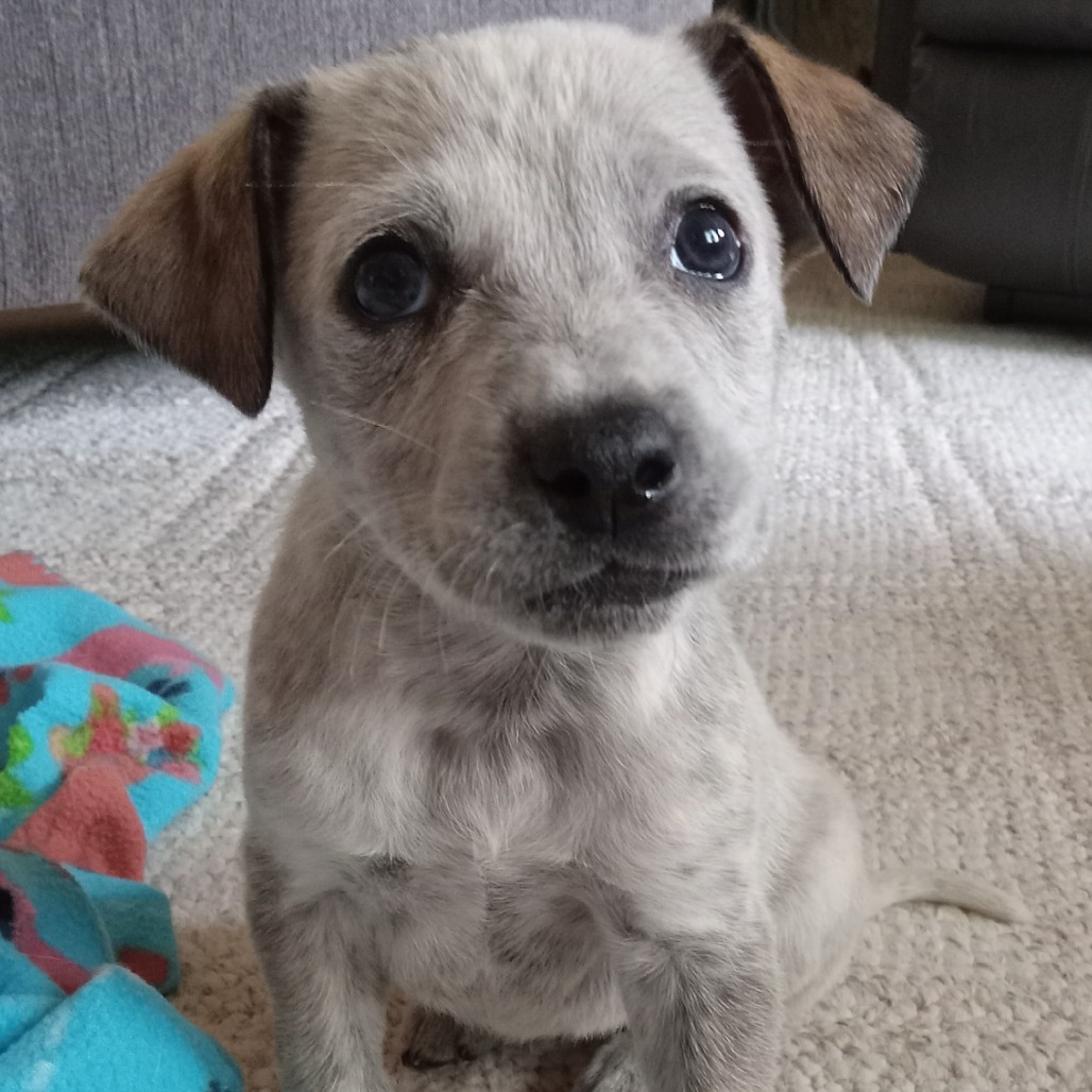 Adoptable Dogs - Rescue Network