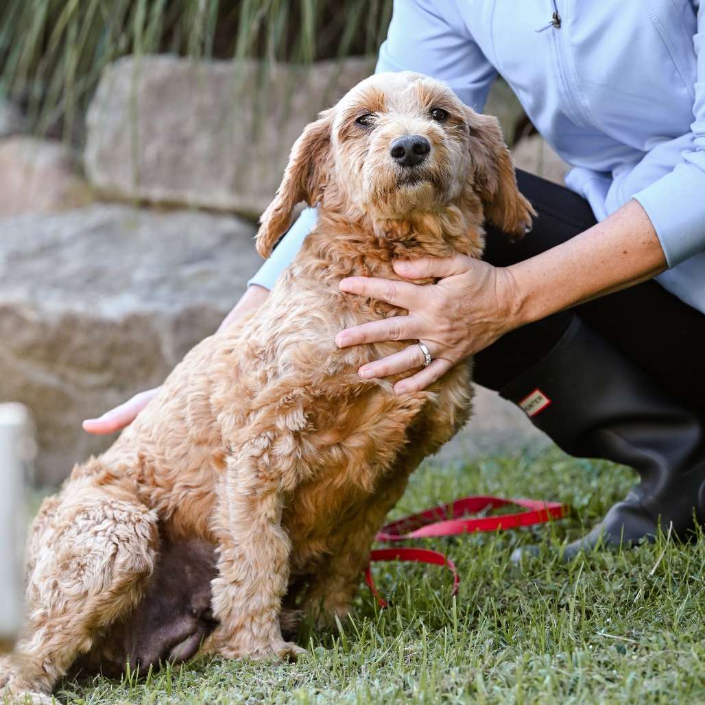 Penelope - Phoenix Animal Rescue