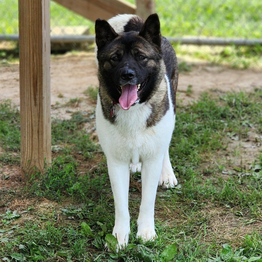 Star is available for adoption at Humane Society of Delaware County