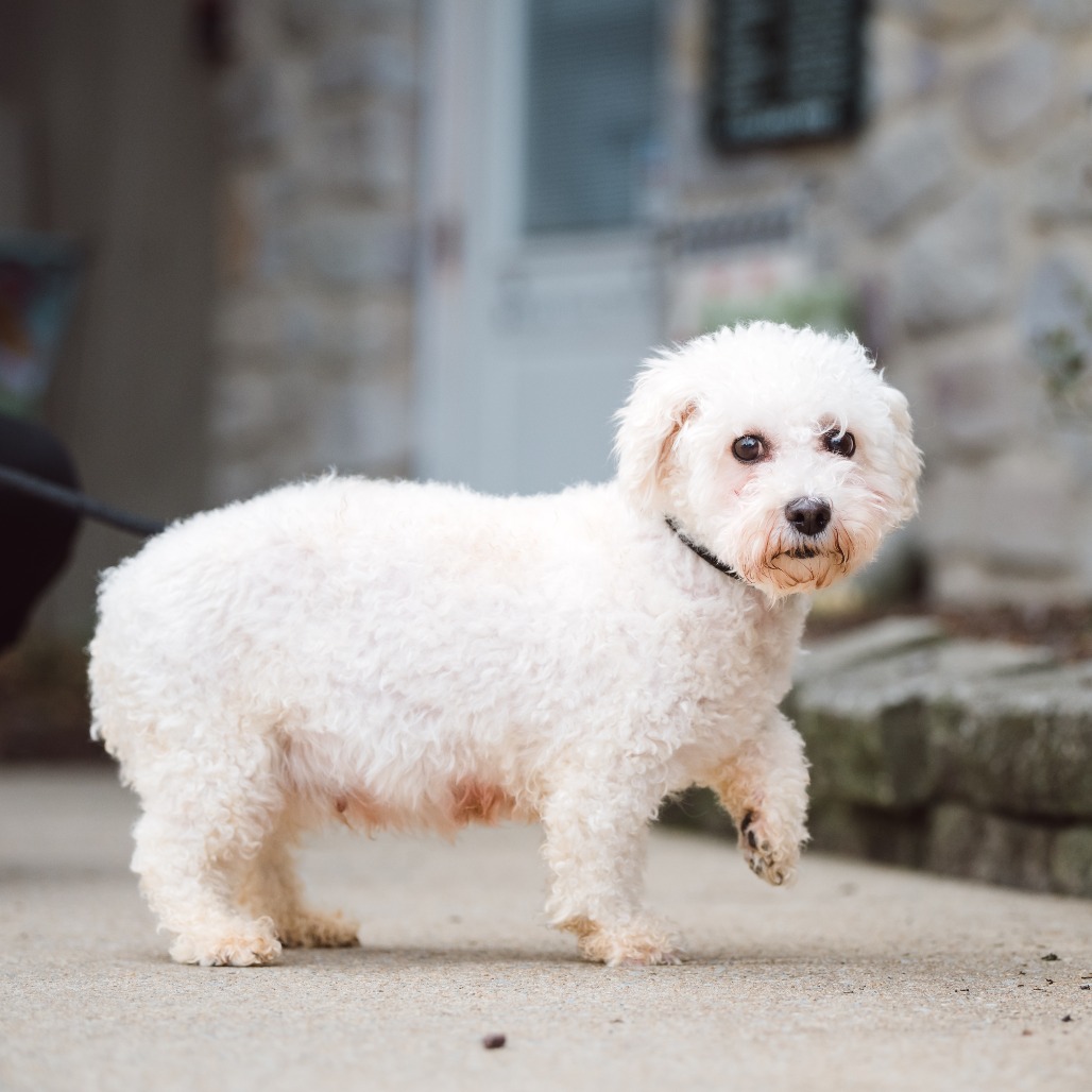 Julianne - Phoenix Animal Rescue