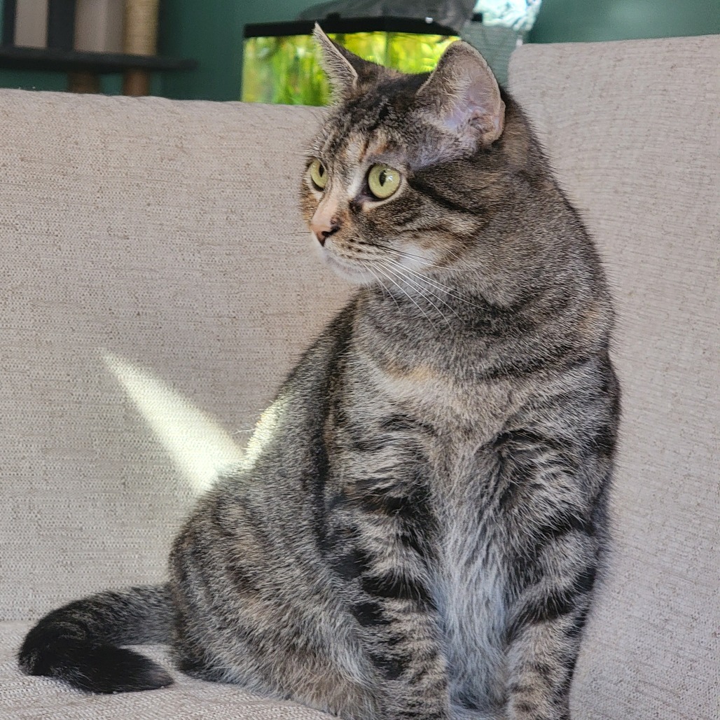 Nacho is available for adoption at SOS Pet Rescue