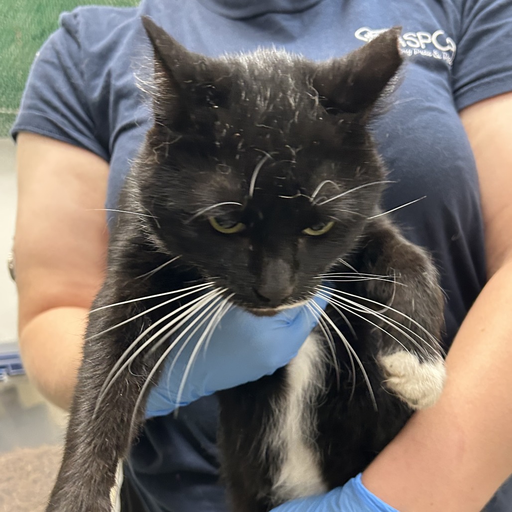 68703 - #14 - RHSPCA