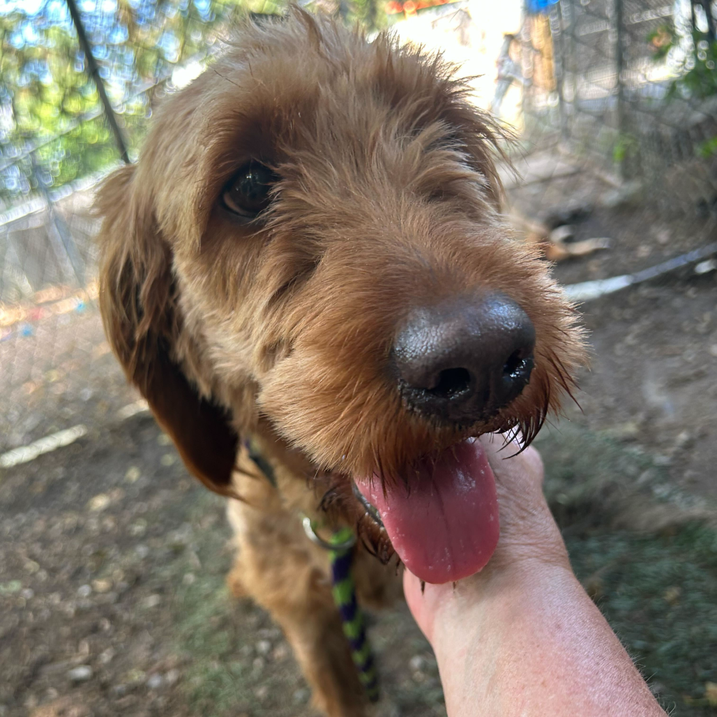 Cherry - Phoenix Animal Rescue