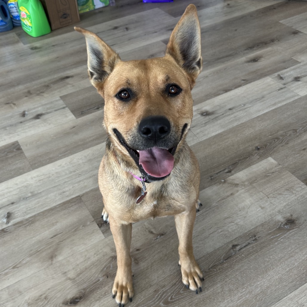 Rhea is available for adoption at Snake River Animal Shelter