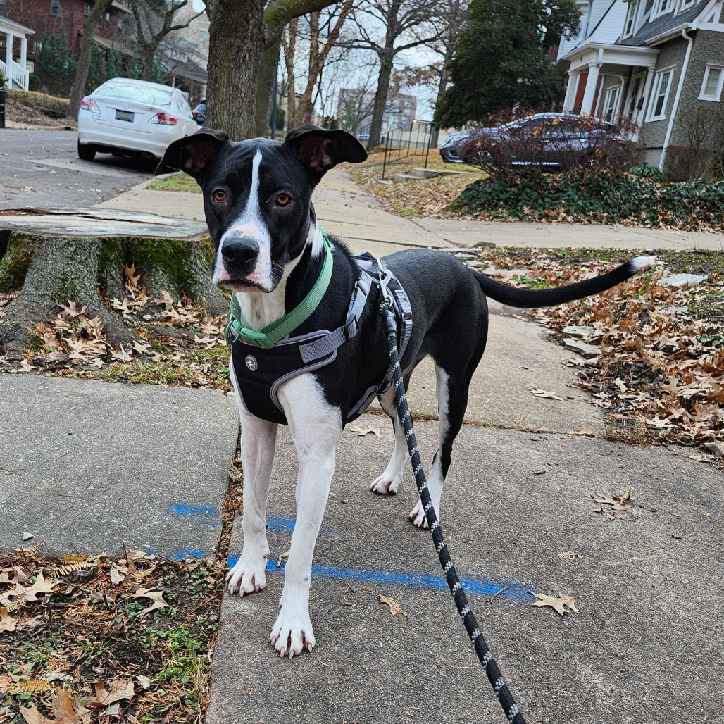 Misha is available for adoption at Five Acres Animal Shelter