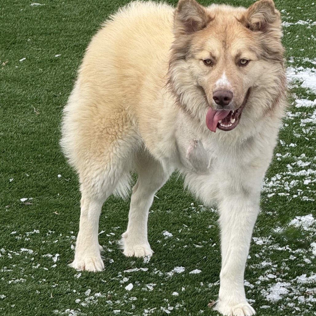 Adoptable Animals - Stray Paws Rescue