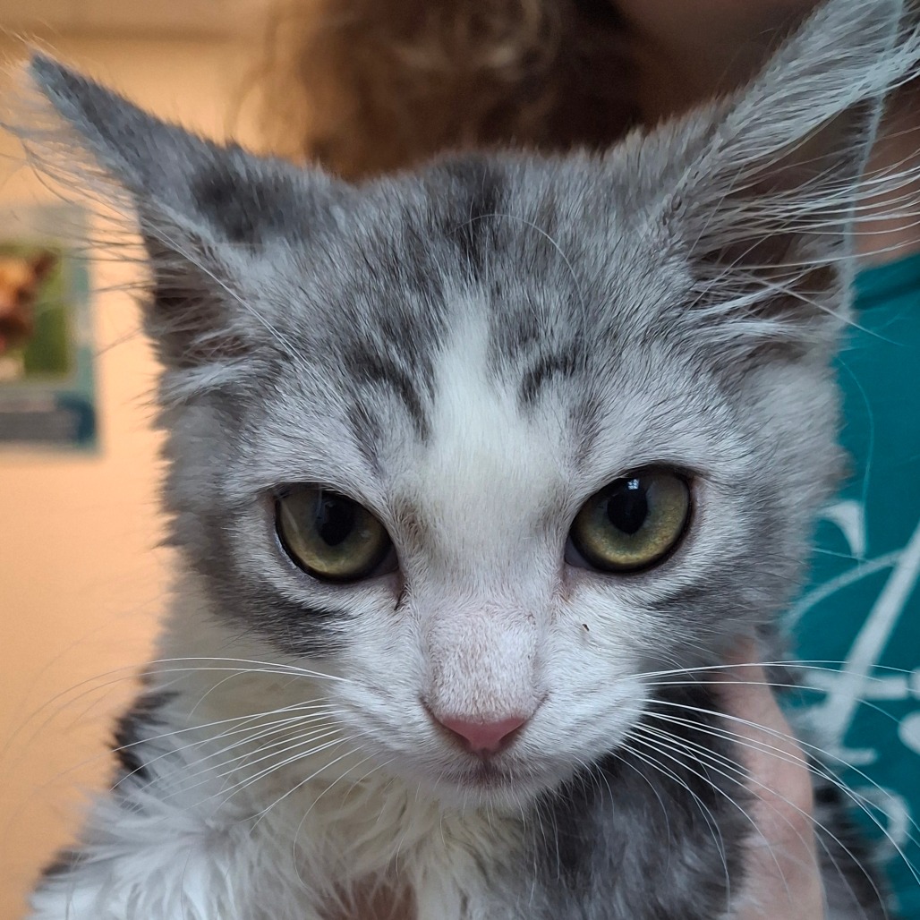 Spring Roll is available for adoption at SPCA Florida