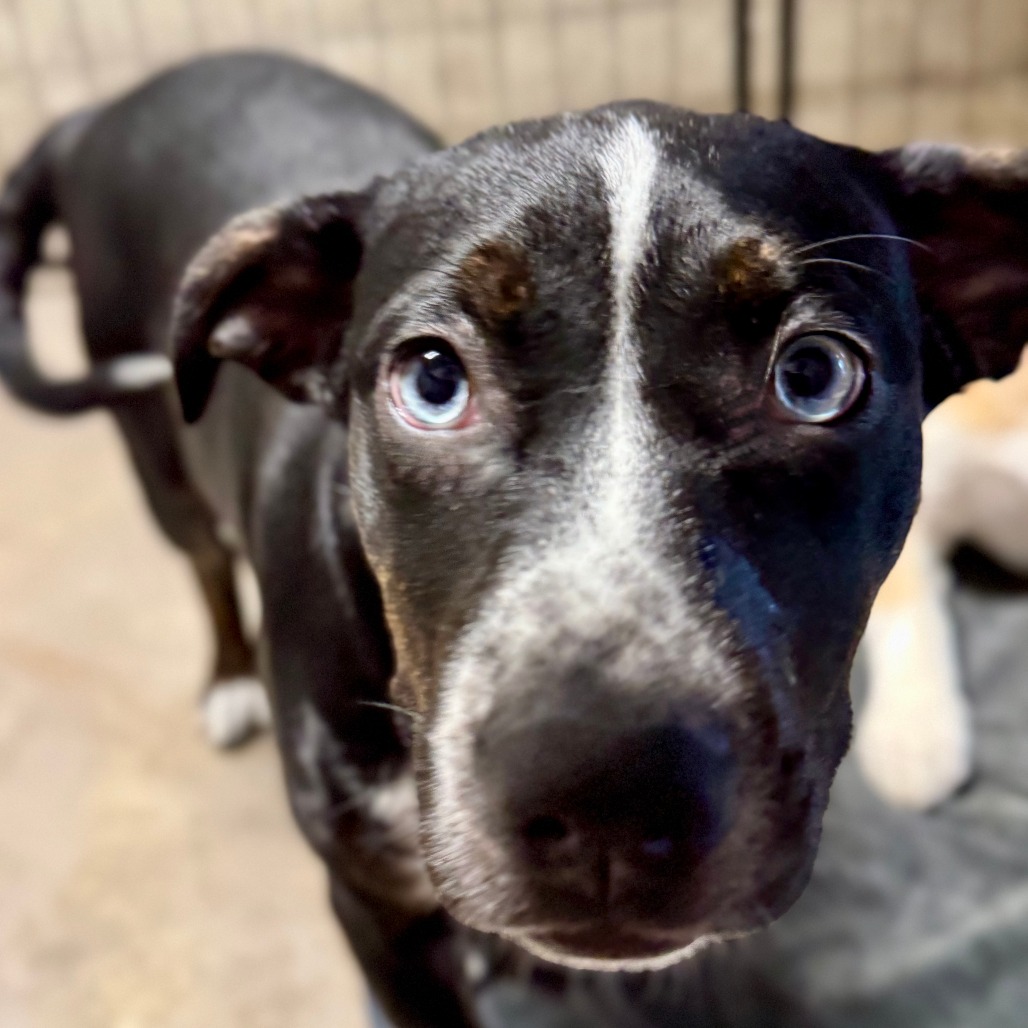 Adoptable Animals - Stray Paws Rescue