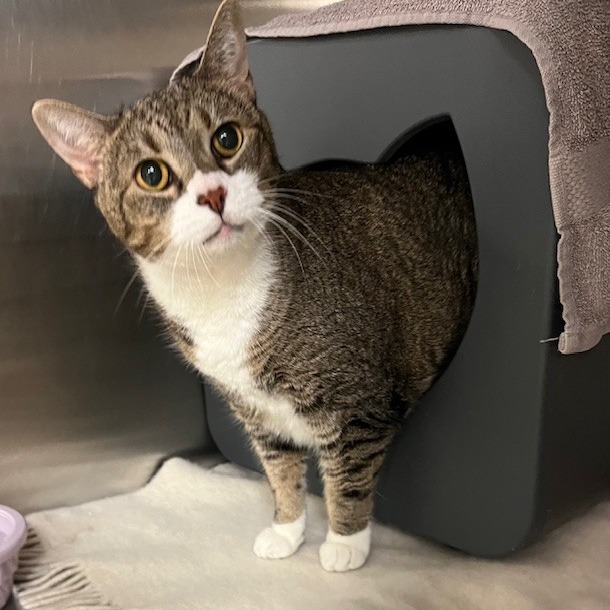 Charlotte is available for adoption at Maryland SPCA