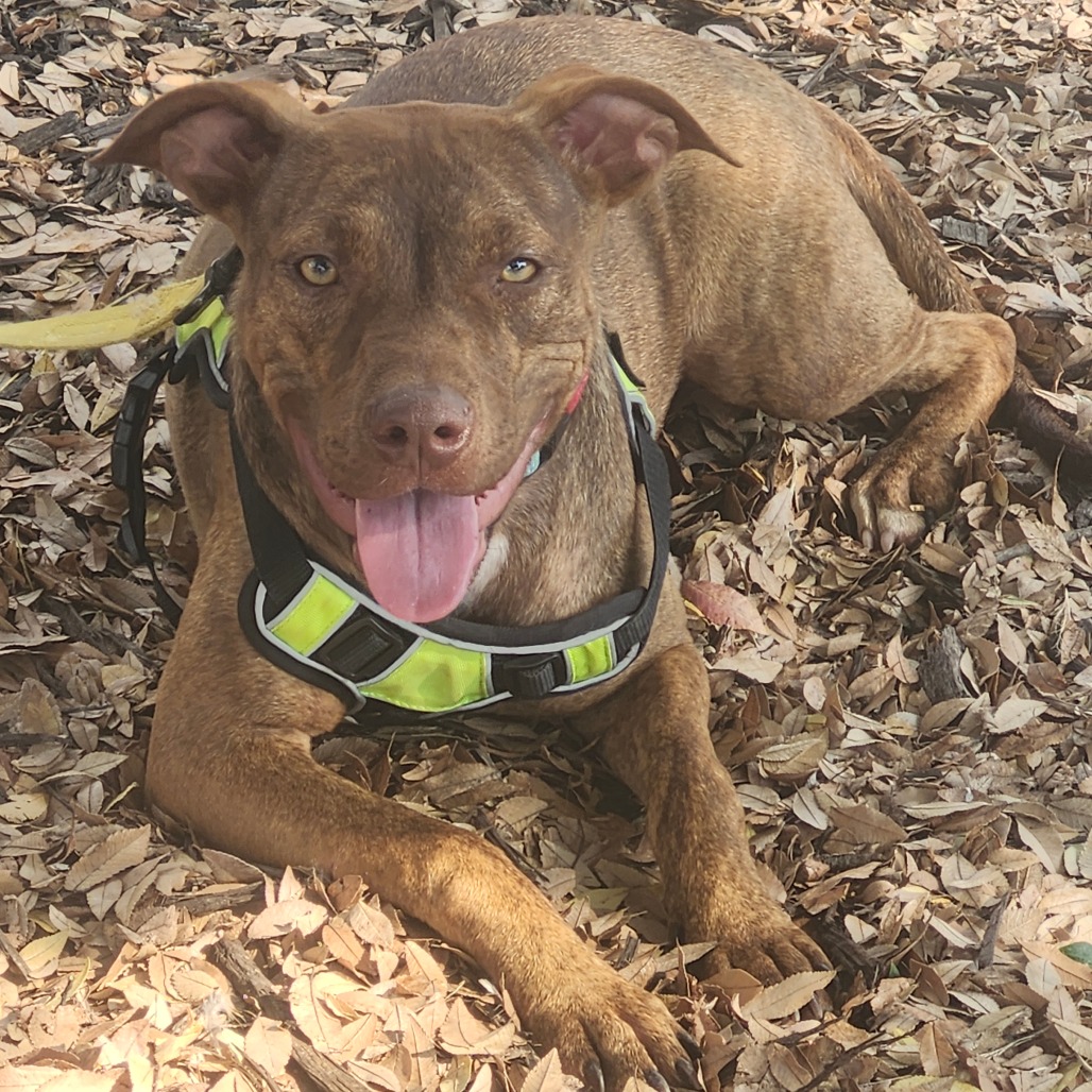 S-0425-61 Sabrina is available for adoption at Harris County Animal Control