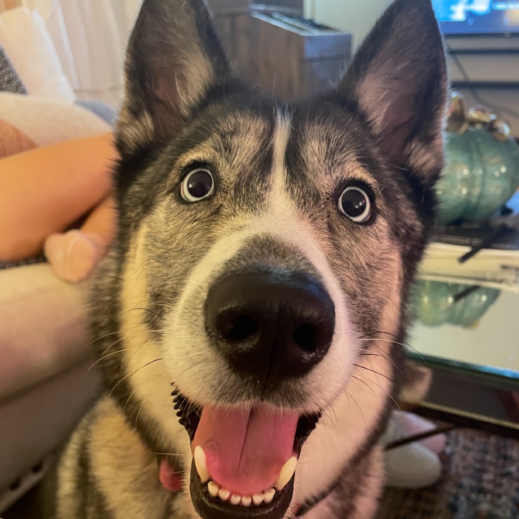 Caia is available for adoption at Oxford Animal Resource Center