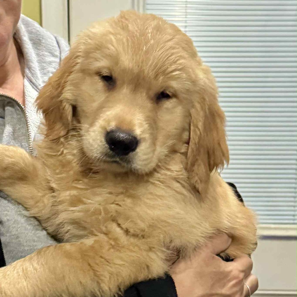 Cooper (fka Trooper) - Phoenix Animal Rescue