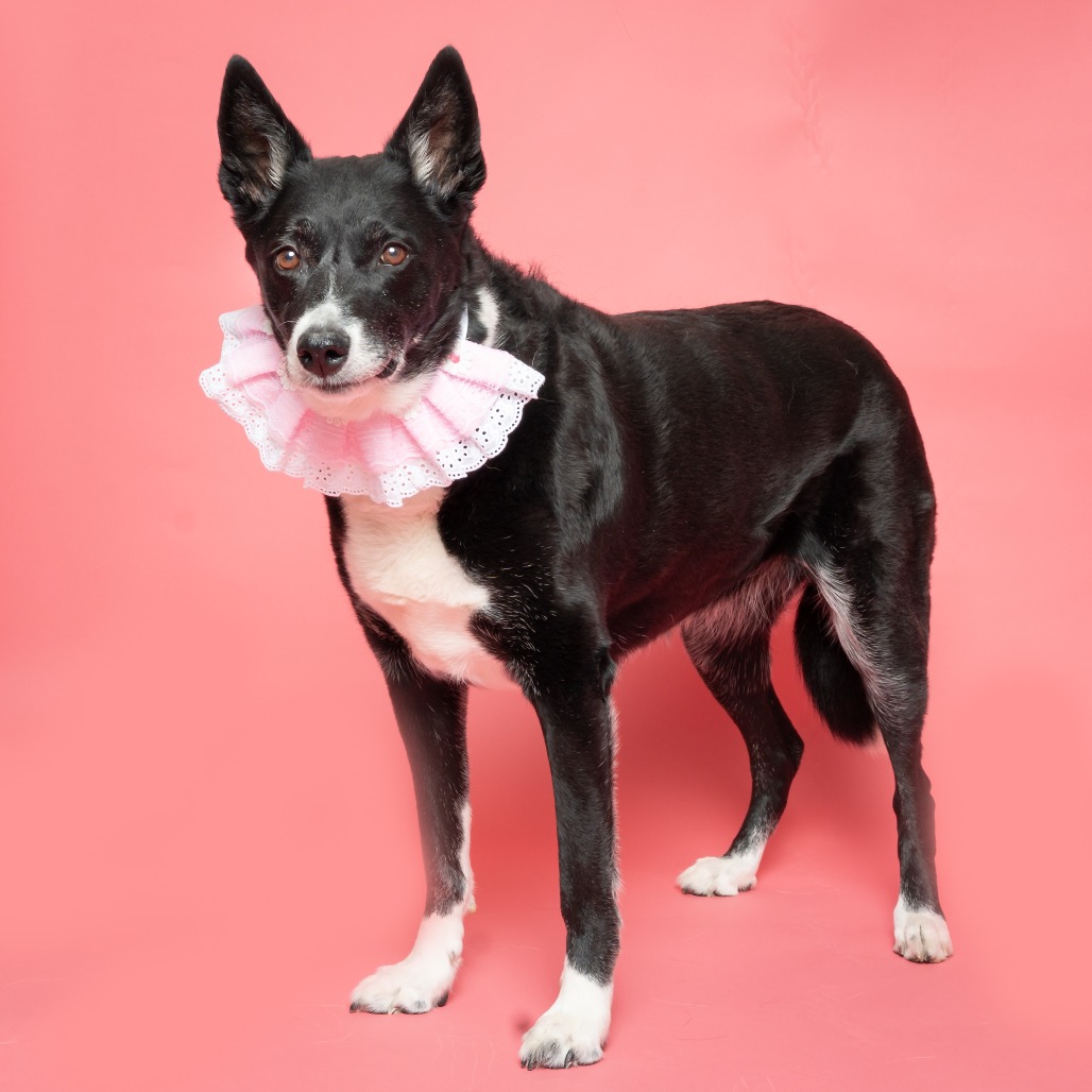 ADOPT A PET | WEST VALLEY HUMANE SOCIETY