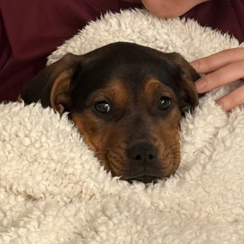 Olympic Pup: Carla – LDCRF