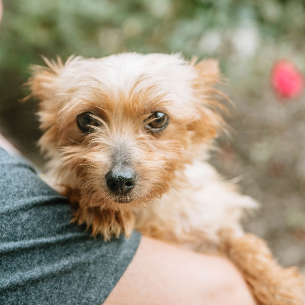 Adopt a Pet -Phoenix Animal Rescue - Find Your Perfect Companion