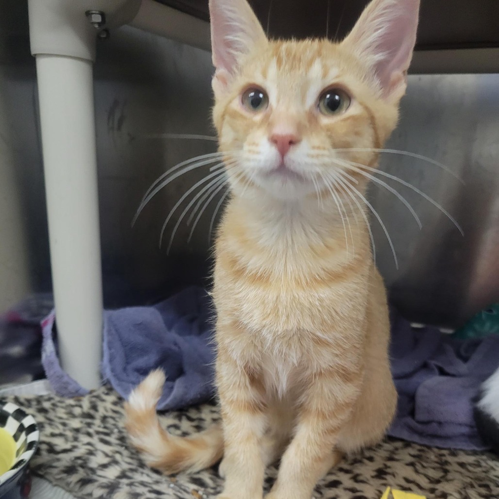 Cheddar is available for adoption at Humane Society of West Michigan