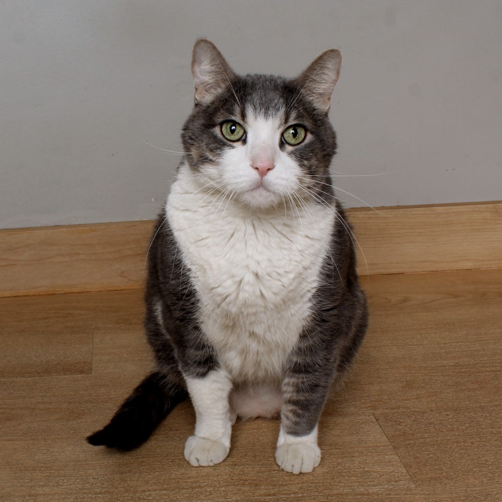 Jambalaya Jones (bonded with Faheeta Jones) C64351 is available for ...