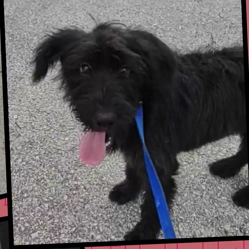 Daisy is available for adoption at Humane Society of Delaware County