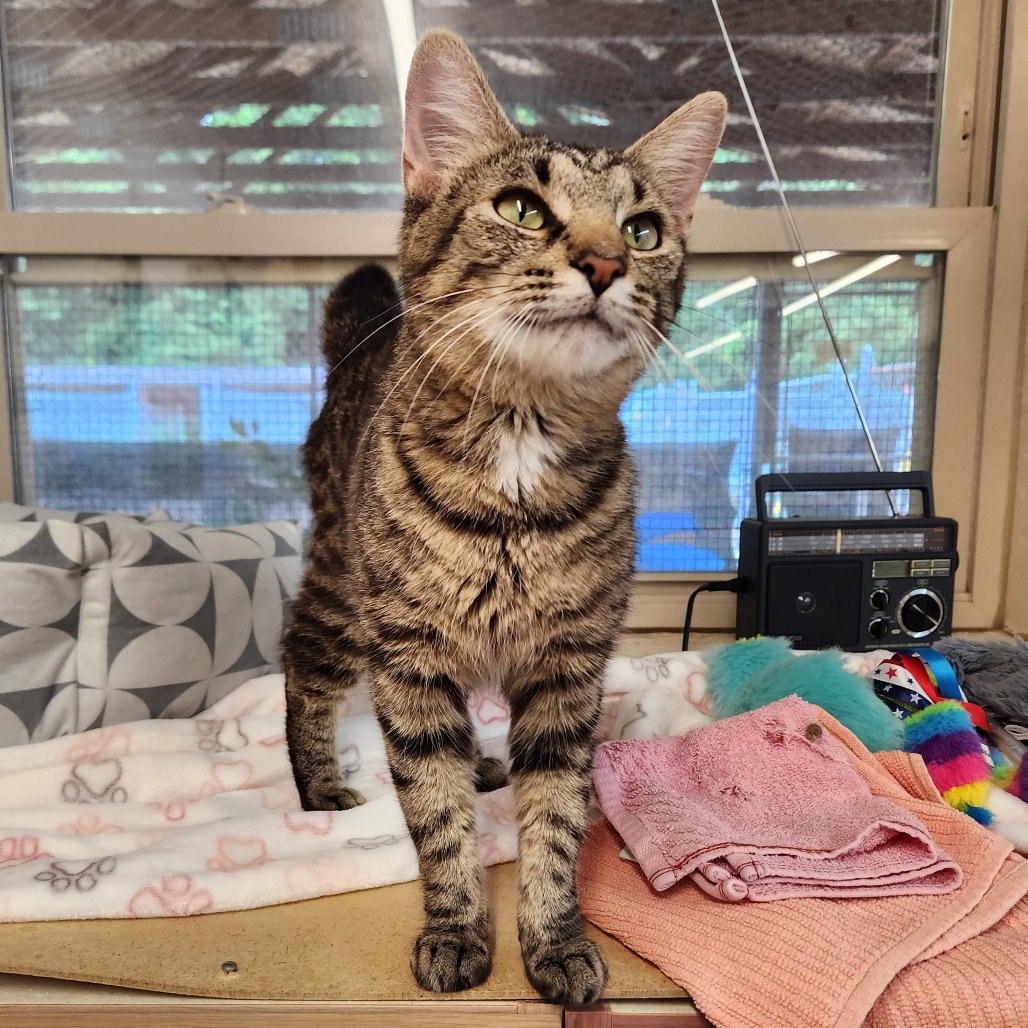 Fearless is available for adoption at Humane Society of Delaware County