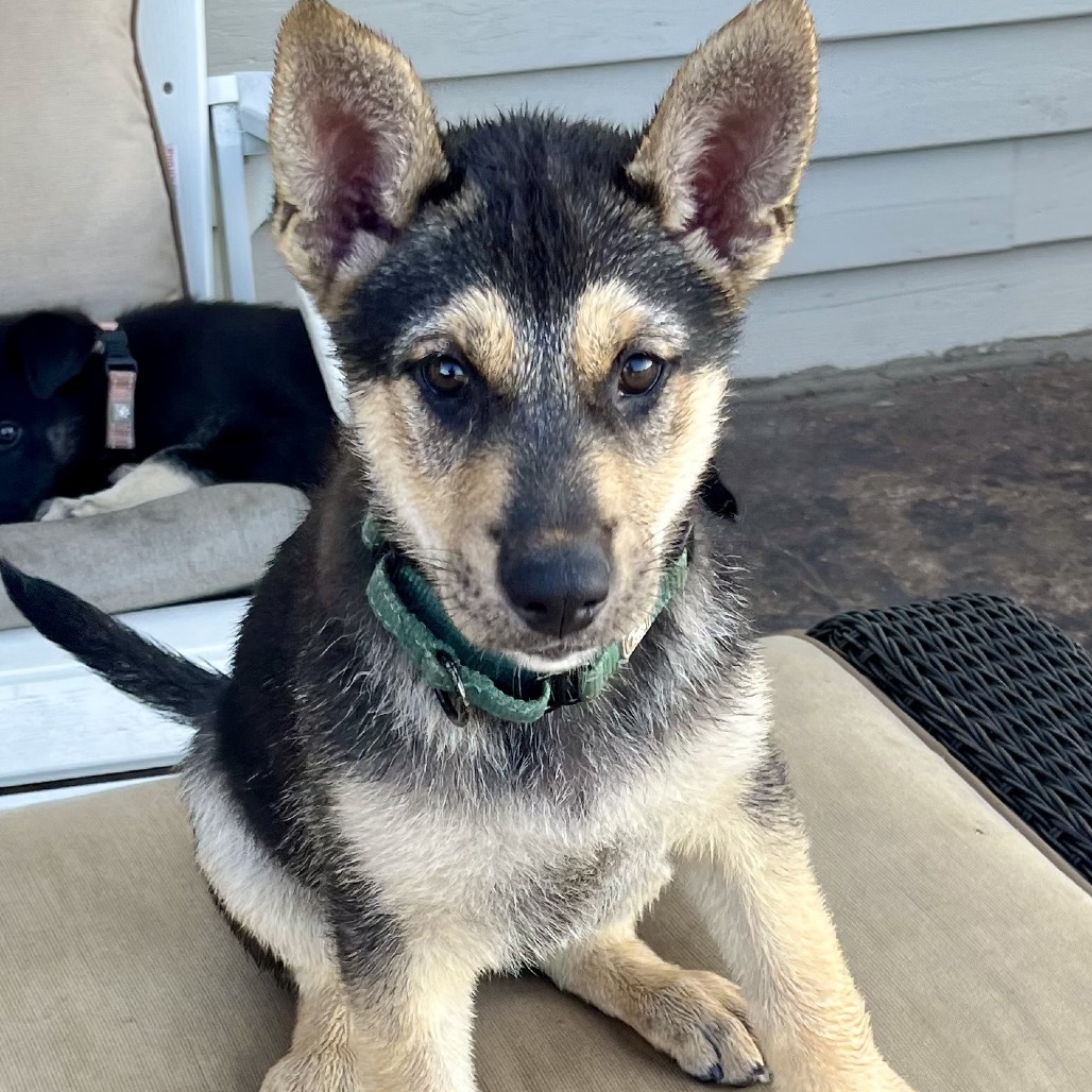 Adoptable Dogs - Rescue Network