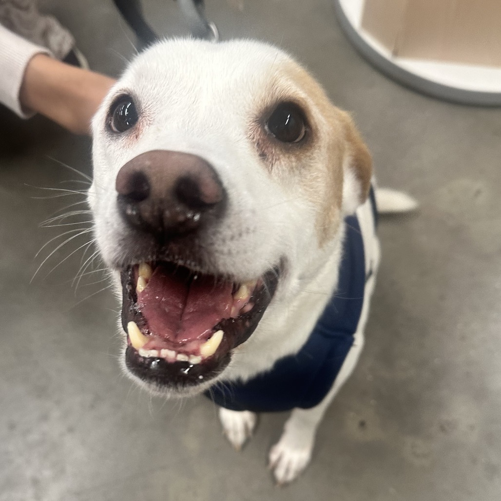 Stewart is available for adoption at Humane Society of Tampa Bay ...