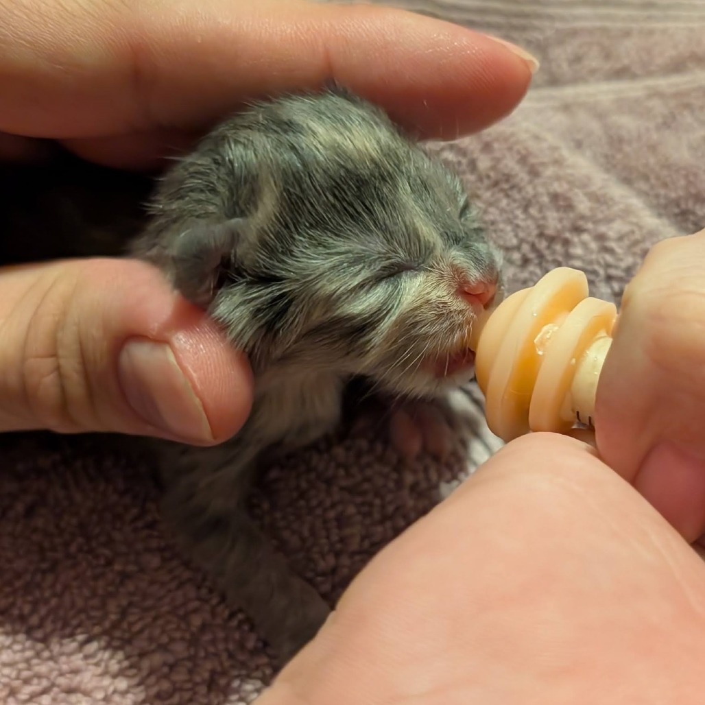 Meet Lenore, a Domestic Shorthair Cat Available For Adoption | Lost Our Home