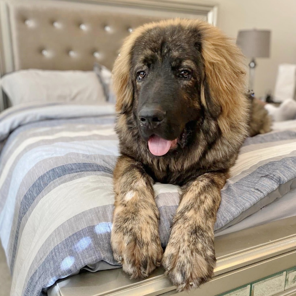 Gotti is available for adoption at Two by Two Animal Rescue