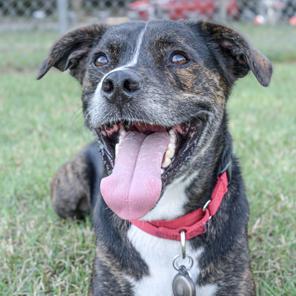 Dexter is available for adoption at City Dogs & City Kitties Rescue
