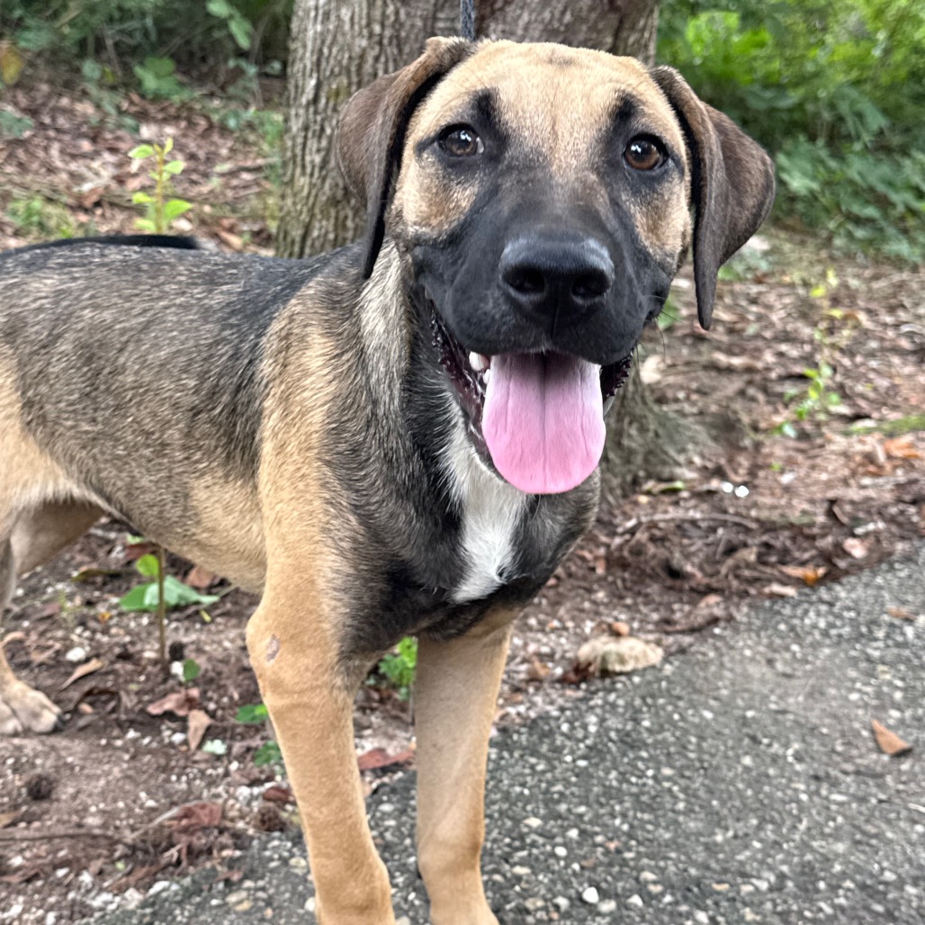 Adopt Dogs - Orphans of the Storm