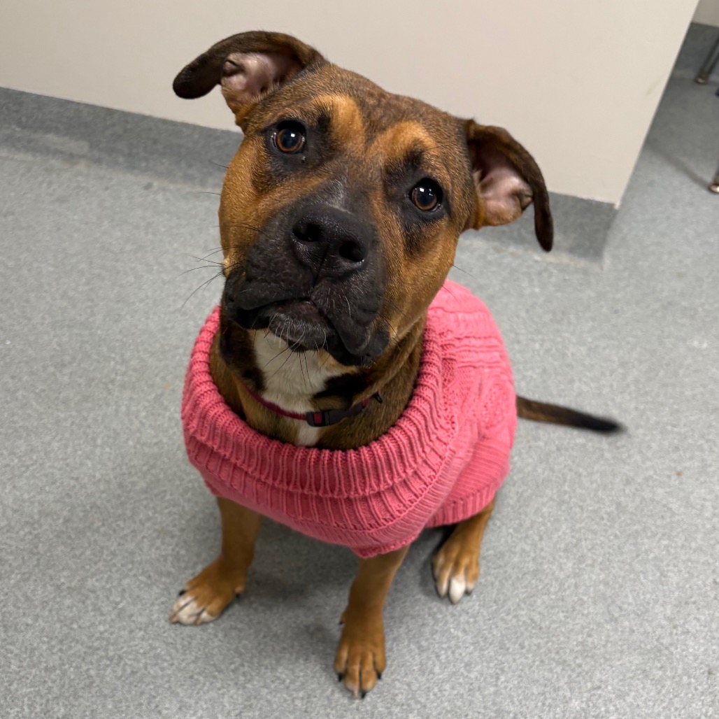 Syrup is available for adoption at Humane Society of North Central Florida