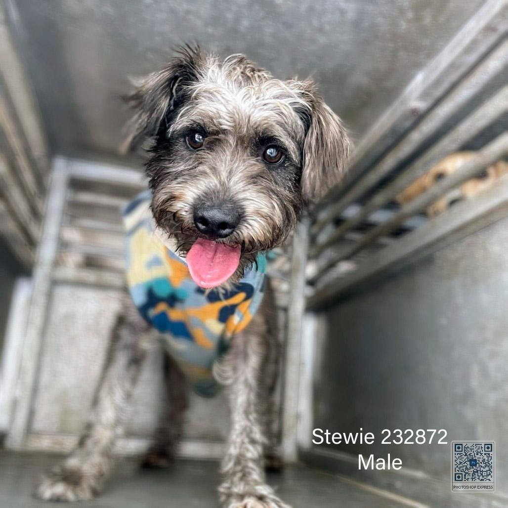 Scruffy(Stewie) is available for adoption at Palm Valley Animal Society