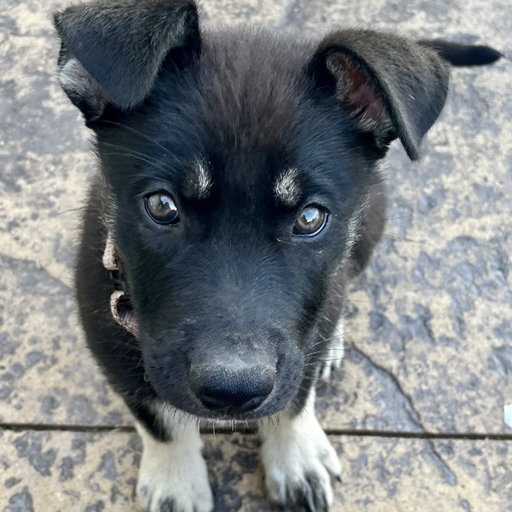 Adoptable Dogs - Rescue Network