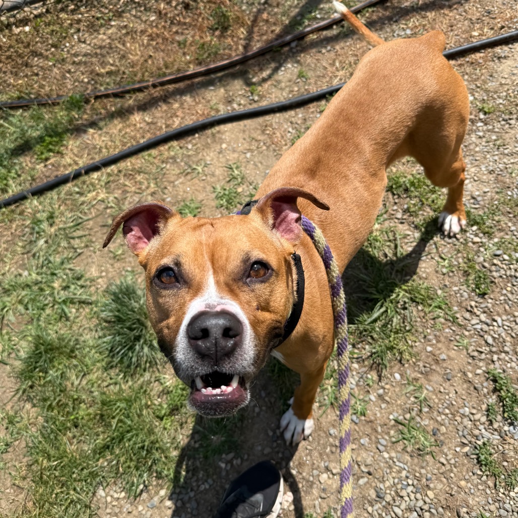 Daisy is available for adoption at ACCT Philly