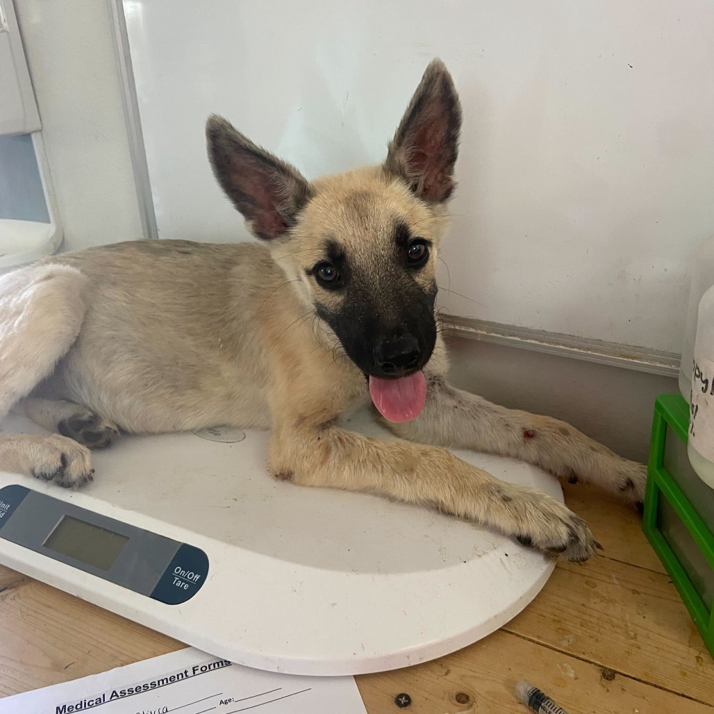Oda is available for adoption at Palm Valley Animal Society
